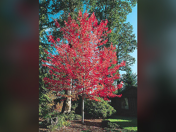 Red Sunset Maple - Container | Breezy Hill Nursery - Main